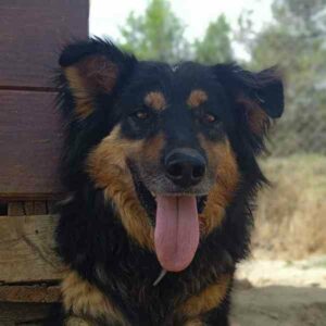 Rigodon-möchte einfach Menschen um sich herumhaben