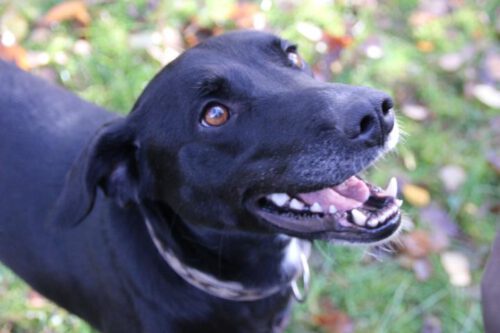 Justus, Labrador-Jagdhund-Mix, geb. 2021, freundlicher und verspielter ...