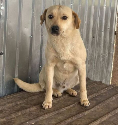 Rocky, Labrador-Mix, geb. 2022, netter Rüde sucht Zuhause